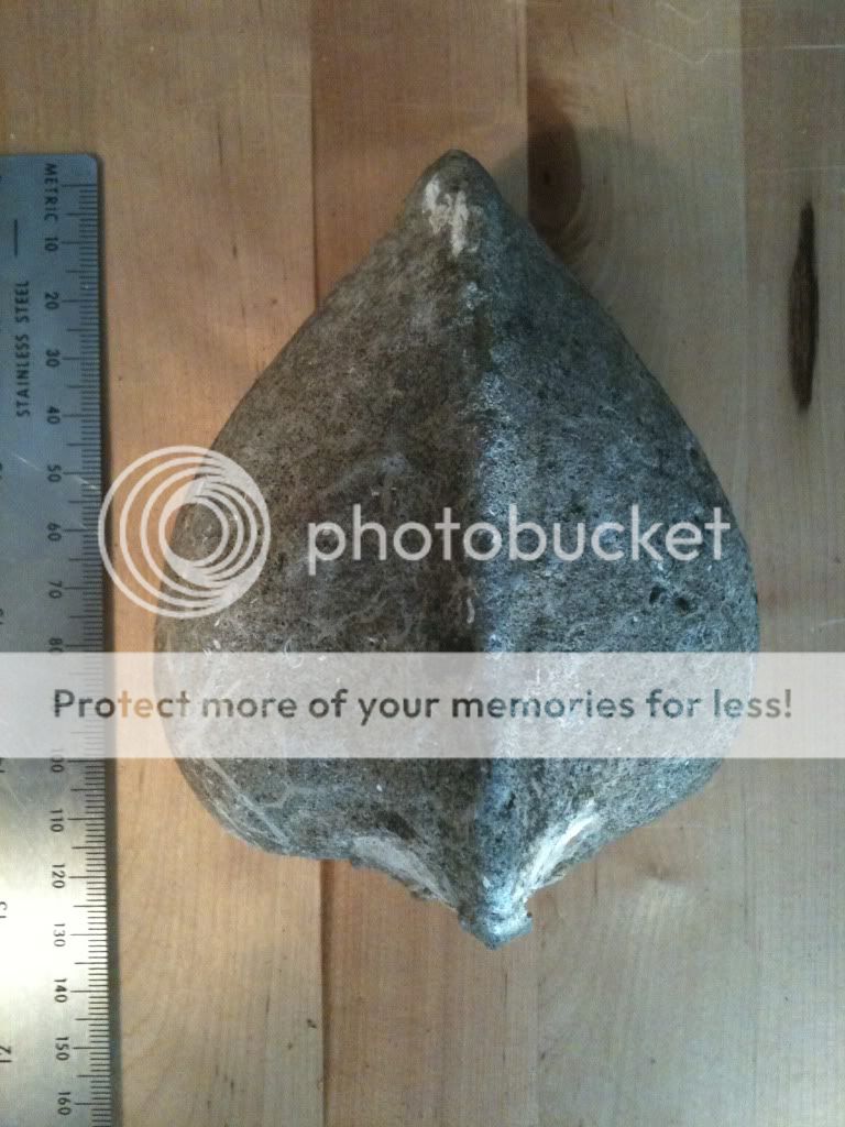 Cucullaea Gigantea | Got the Time